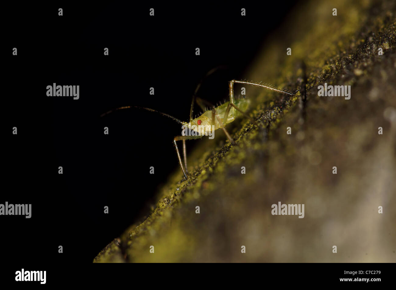 Small green bug Stock Photo - Alamy