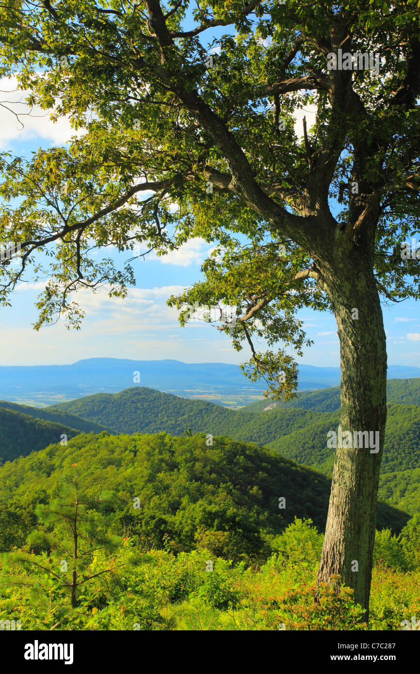 Brown Mountain Overlook, Shenandoah National Park, Virginia, USA Stock ...