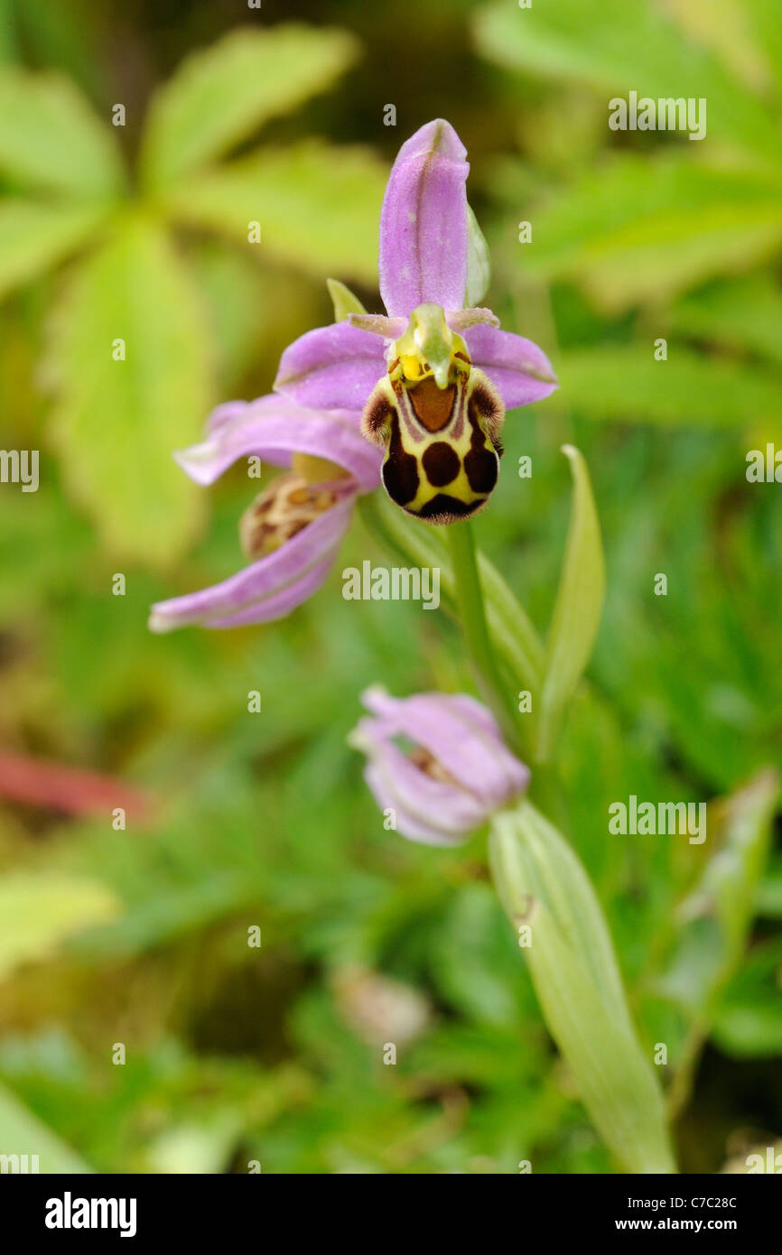 Bee Orchid, ophrys apifera Stock Photo - Alamy
