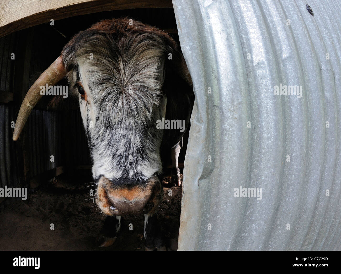 The English Longhorn cattle sheltering in a corrugated tin hut in ...