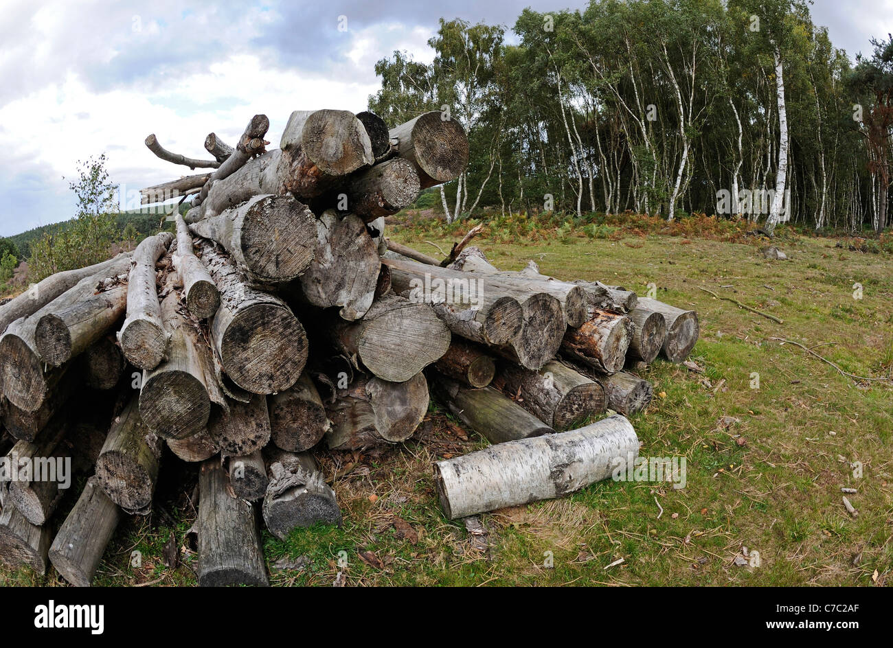 A pile of cut timber or logs in a forest clearing Stock Photo - Alamy