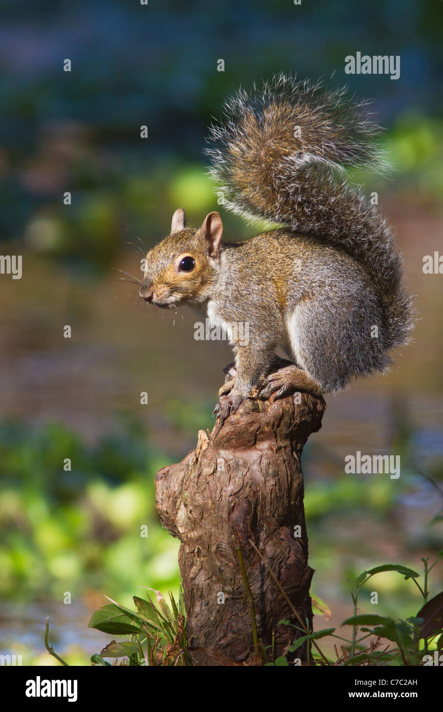 Squirrel on a stump Stock Photo - Alamy