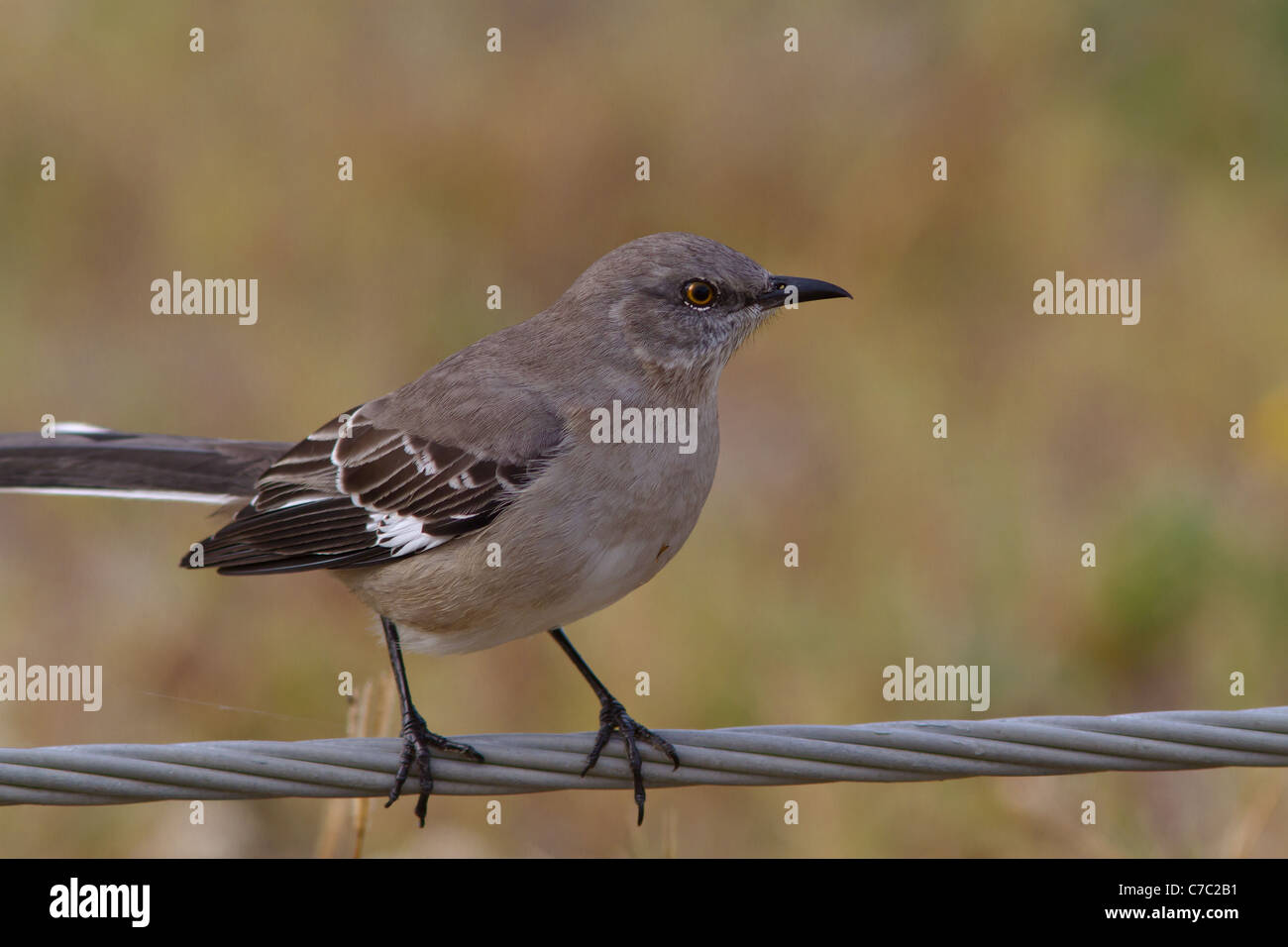 Northern mocking bird hi-res stock photography and images - Alamy