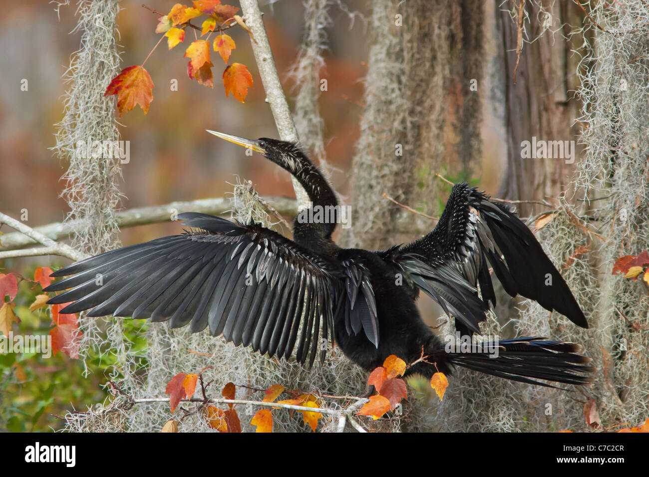 Anhinga drying its wings Stock Photo - Alamy