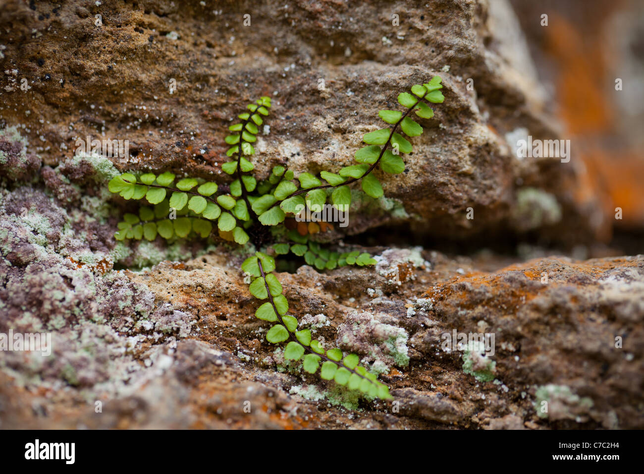 Young green fern growing through the crack in a stone wall Stock Photo ...