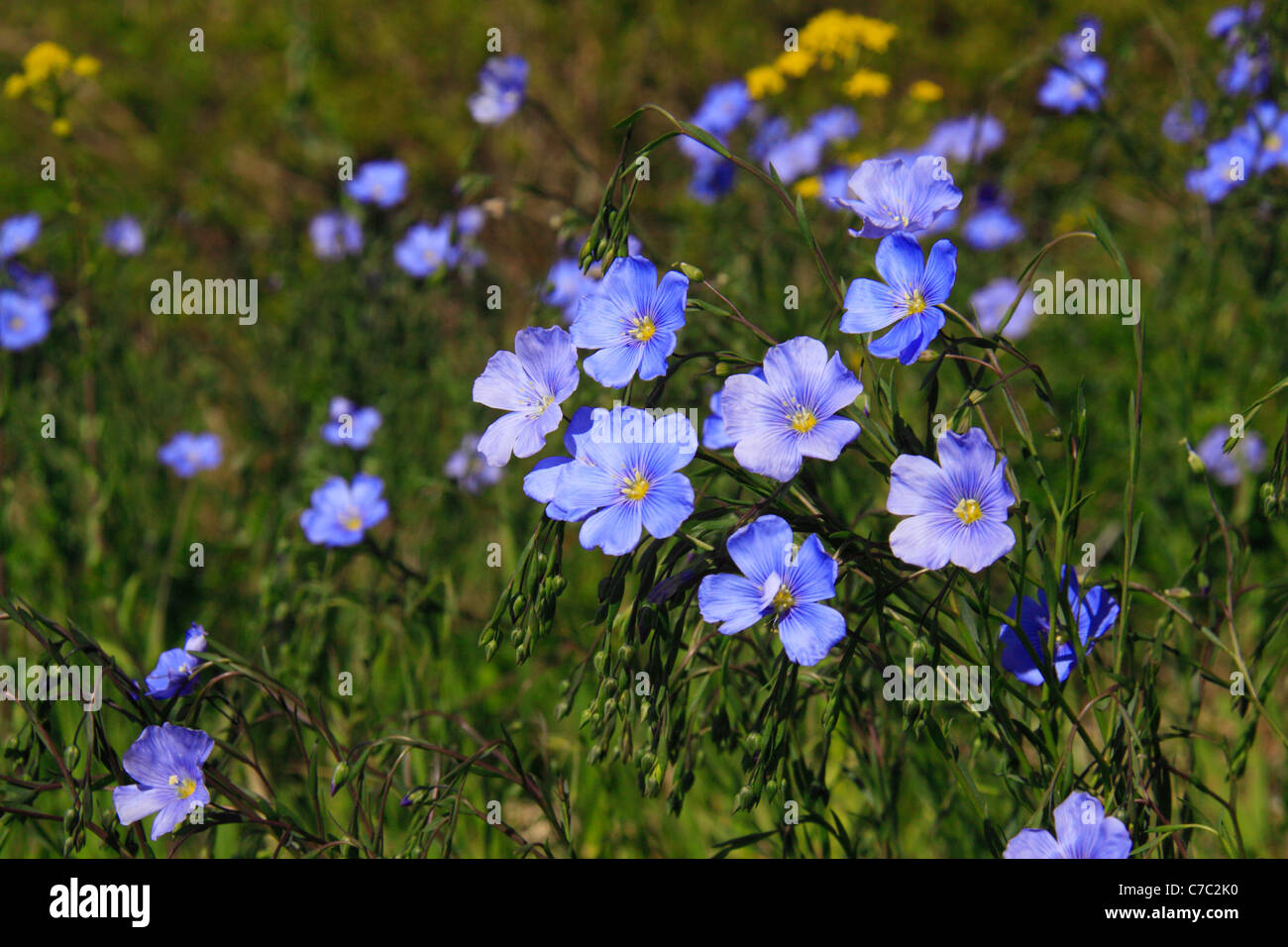 Wildflowers at Range View Overlook, Shenandoah National Park, Virginia ...