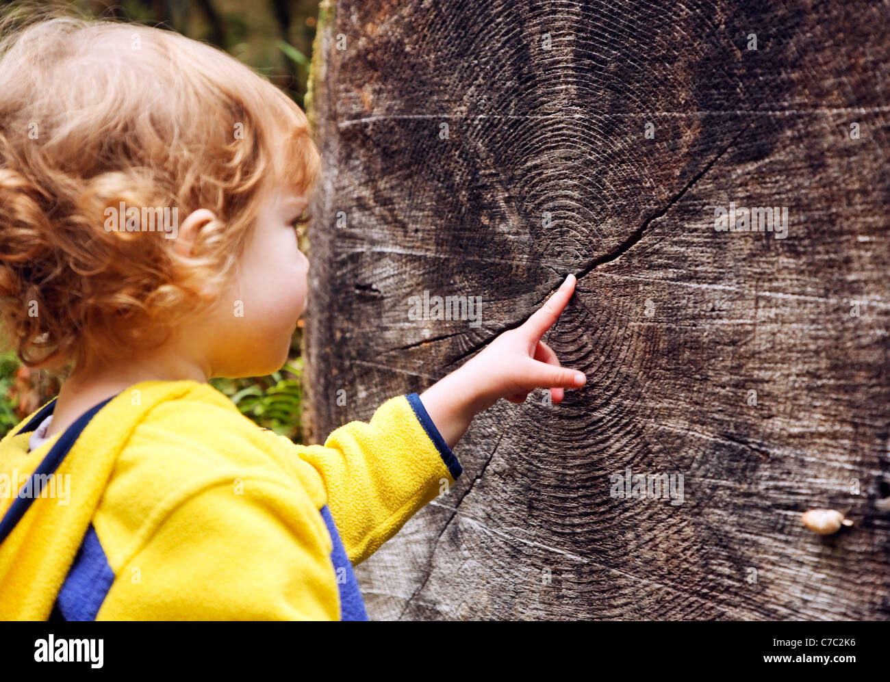 Four year old girl pointing to tree rings, Cascade Mountains ...