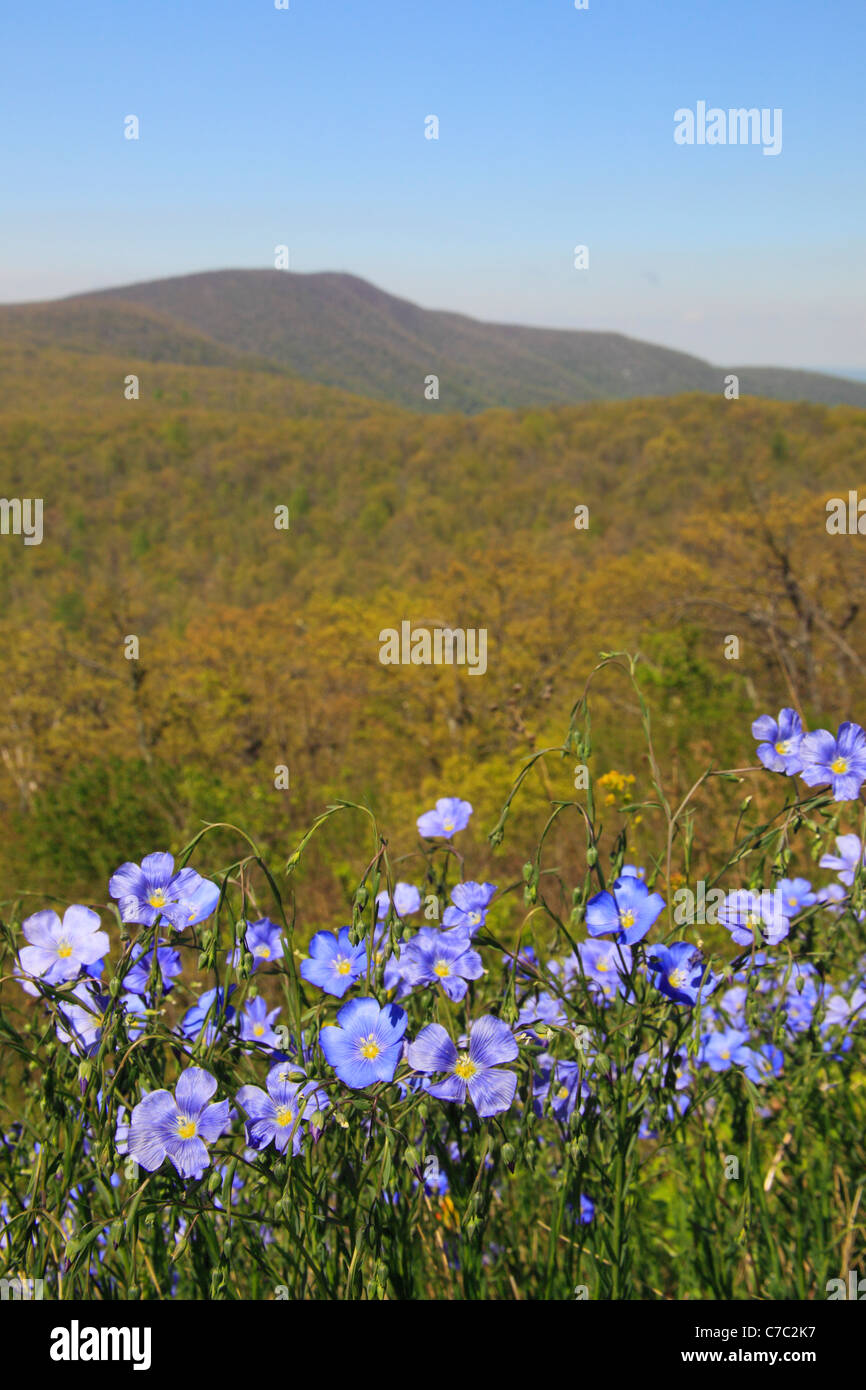 Wildflowers at Range View Overlook, Shenandoah National Park, Virginia ...