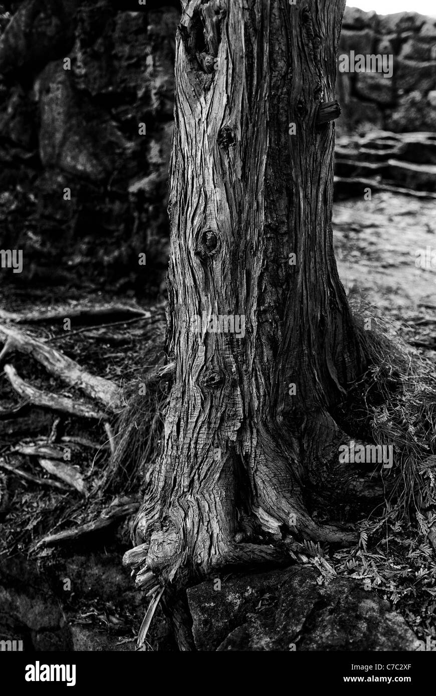 Cedar tree base Stock Photo - Alamy