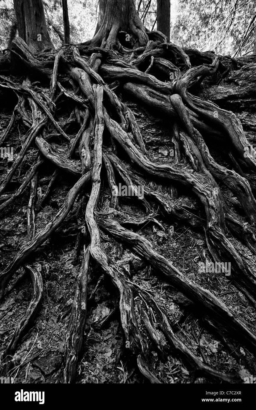 Cedar roots Black and White Stock Photos & Images - Alamy