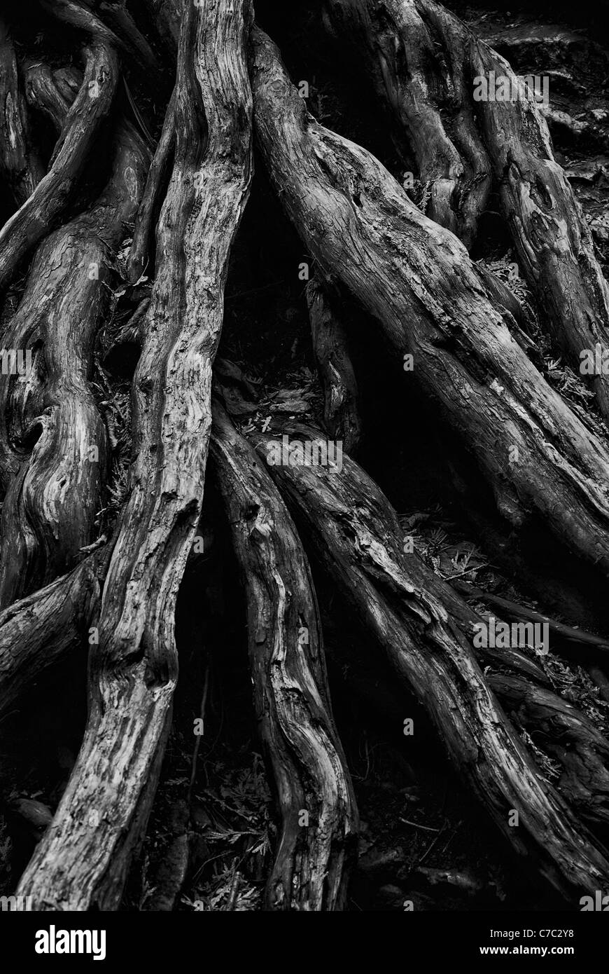 Cedar Roots #2 Stock Photo - Alamy