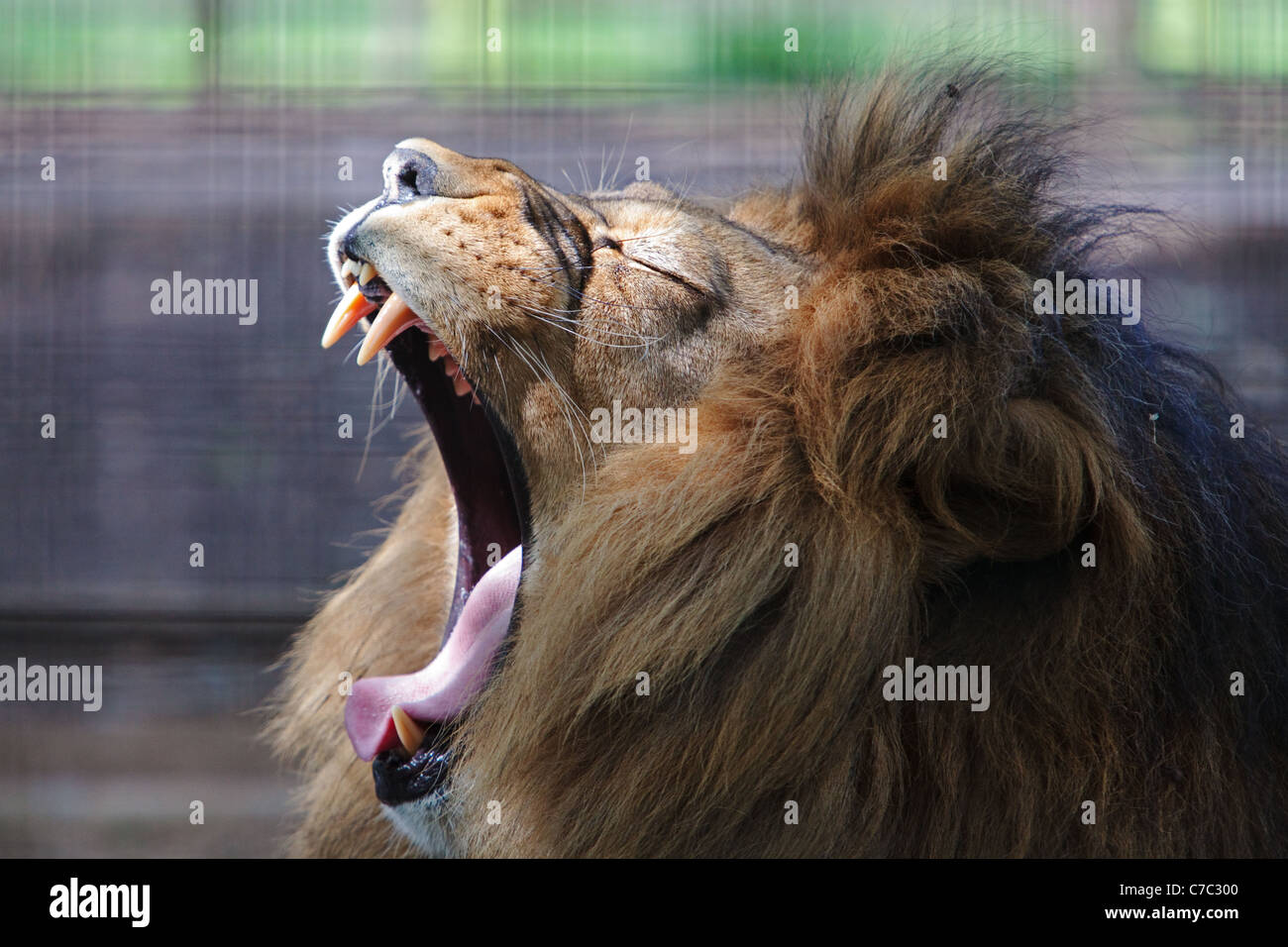 Barbary Lion Vs African Lion Size
