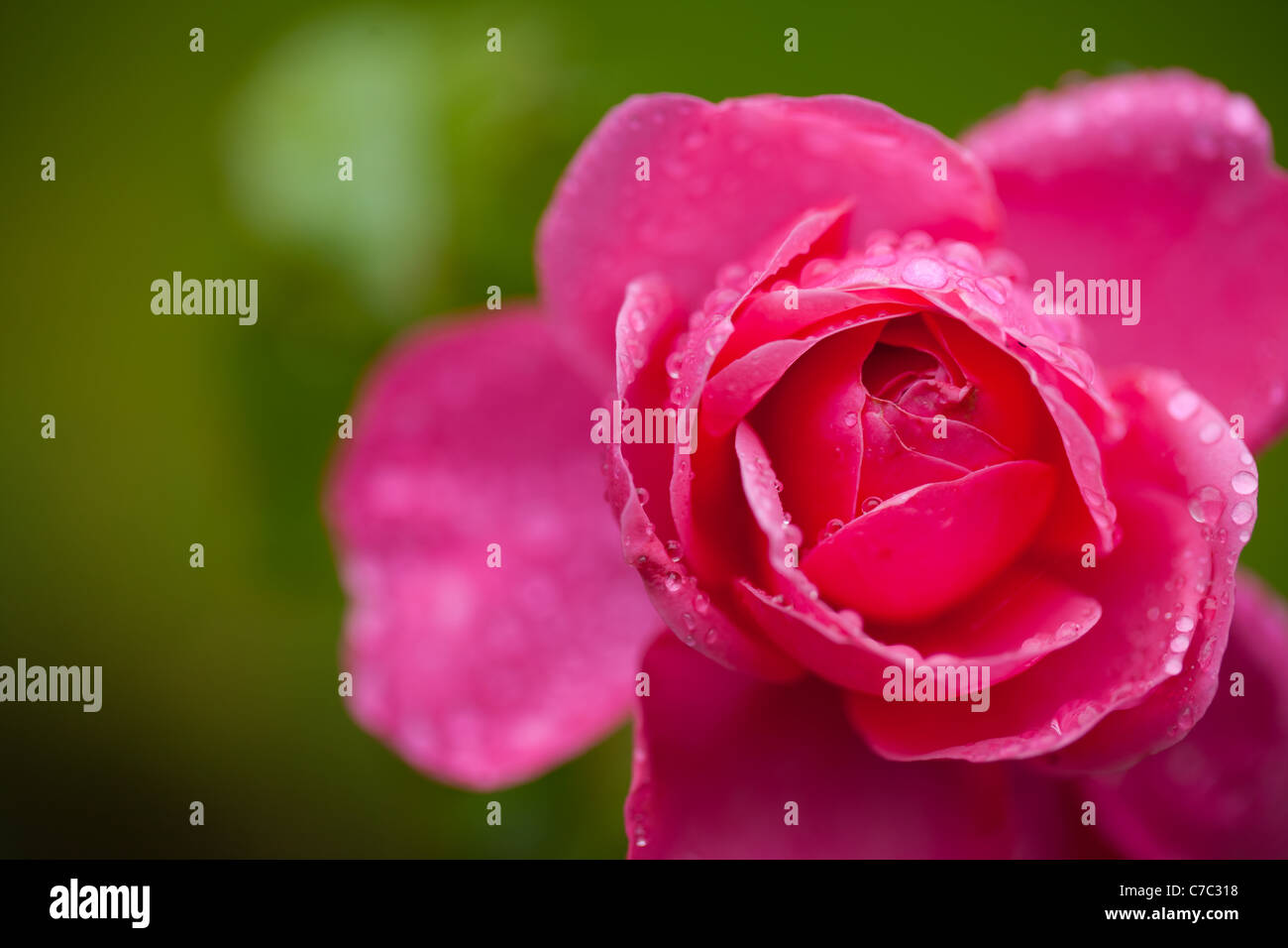 Pink Rose after the rain Stock Photo - Alamy