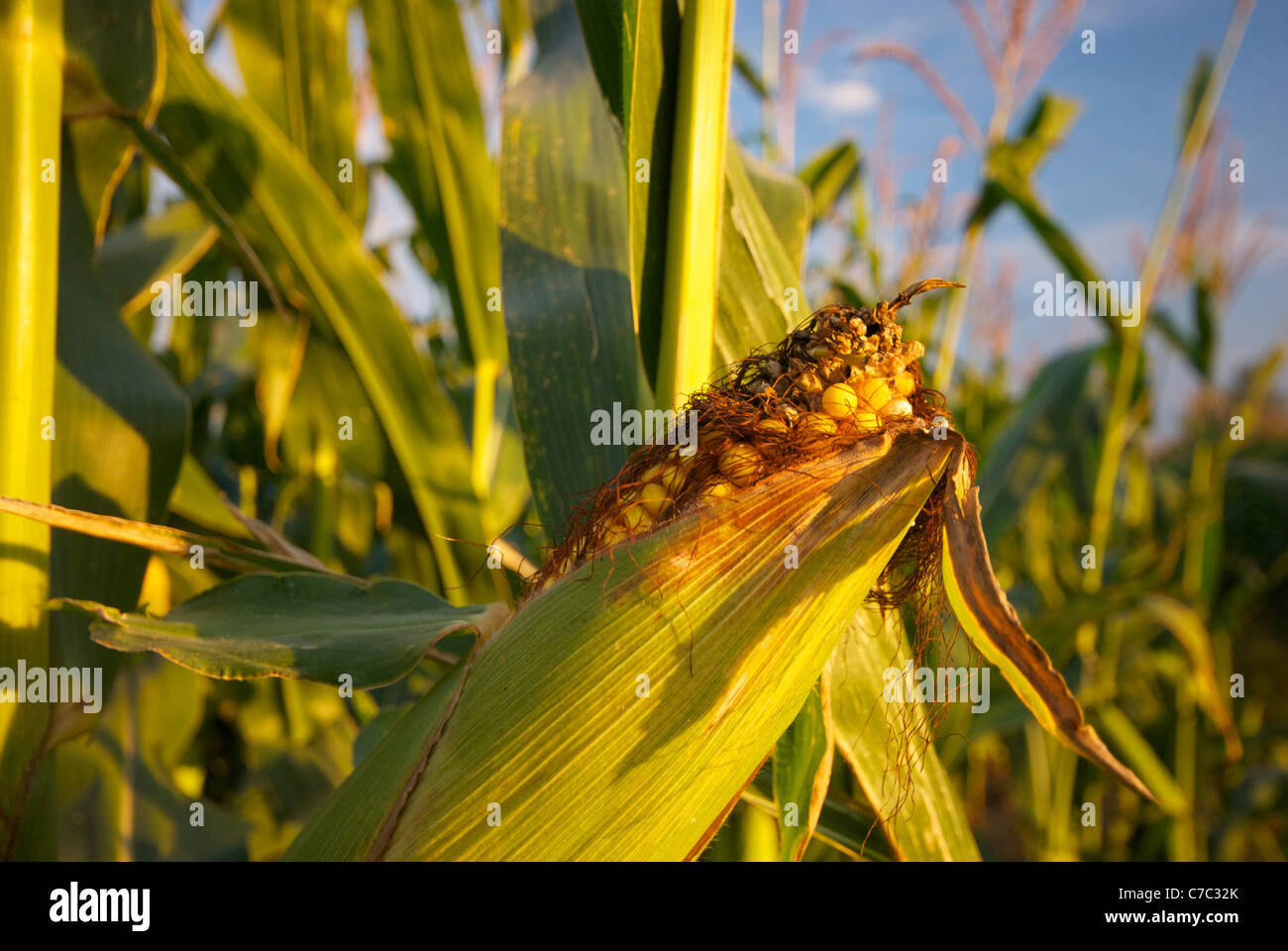 Cornfield awaiting harvest #2 Stock Photo - Alamy