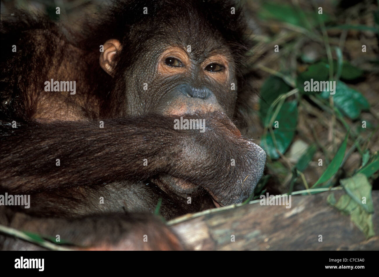 Bornean Orangutan (Pongo pygmaeus Stock Photo - Alamy