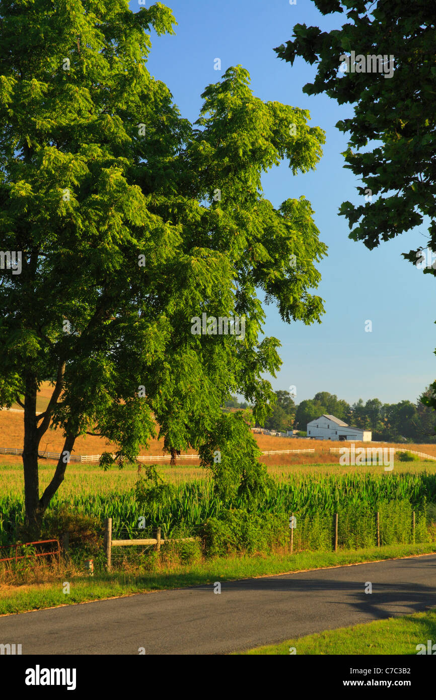 A field of Corn at a farm near Swoope in the Shenandoah Valley ...
