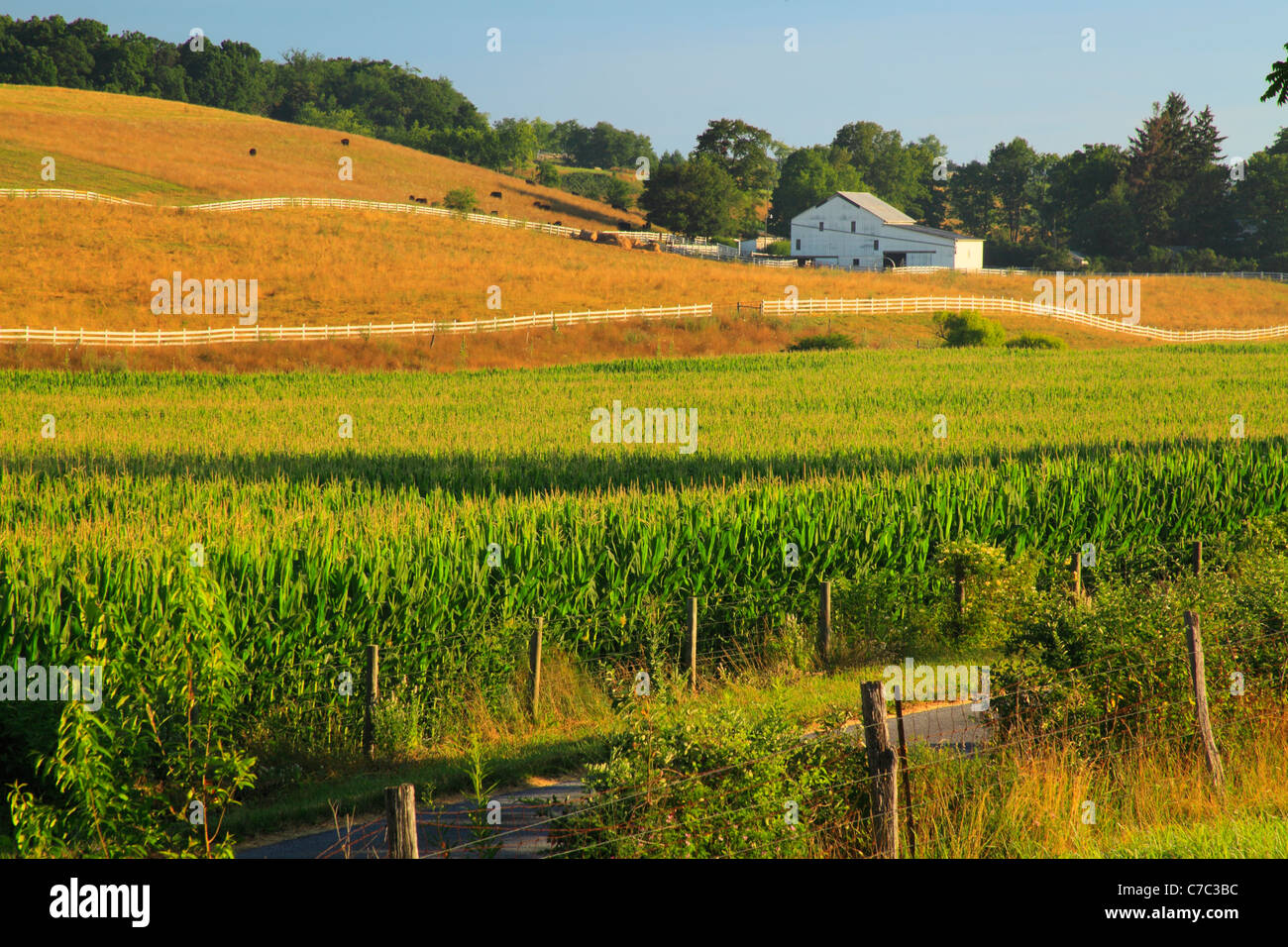 Corn field usa hi-res stock photography and images - Alamy