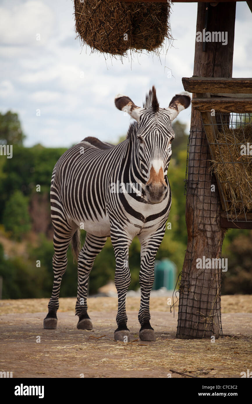 Captive Zebra in a zoo Stock Photo - Alamy