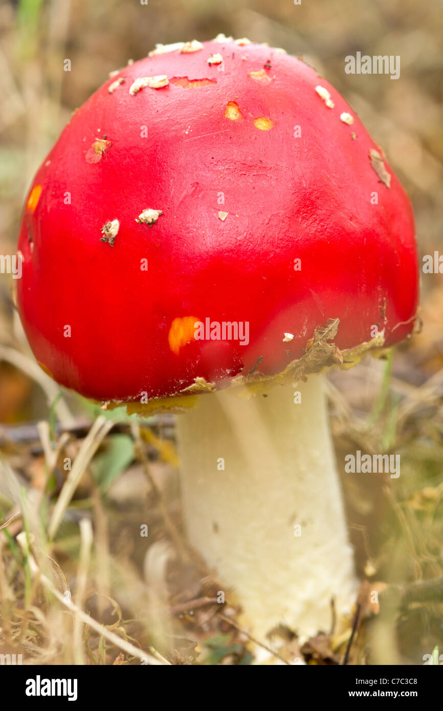 Autumn Fly Agaric Toadstool Stock Photo - Alamy