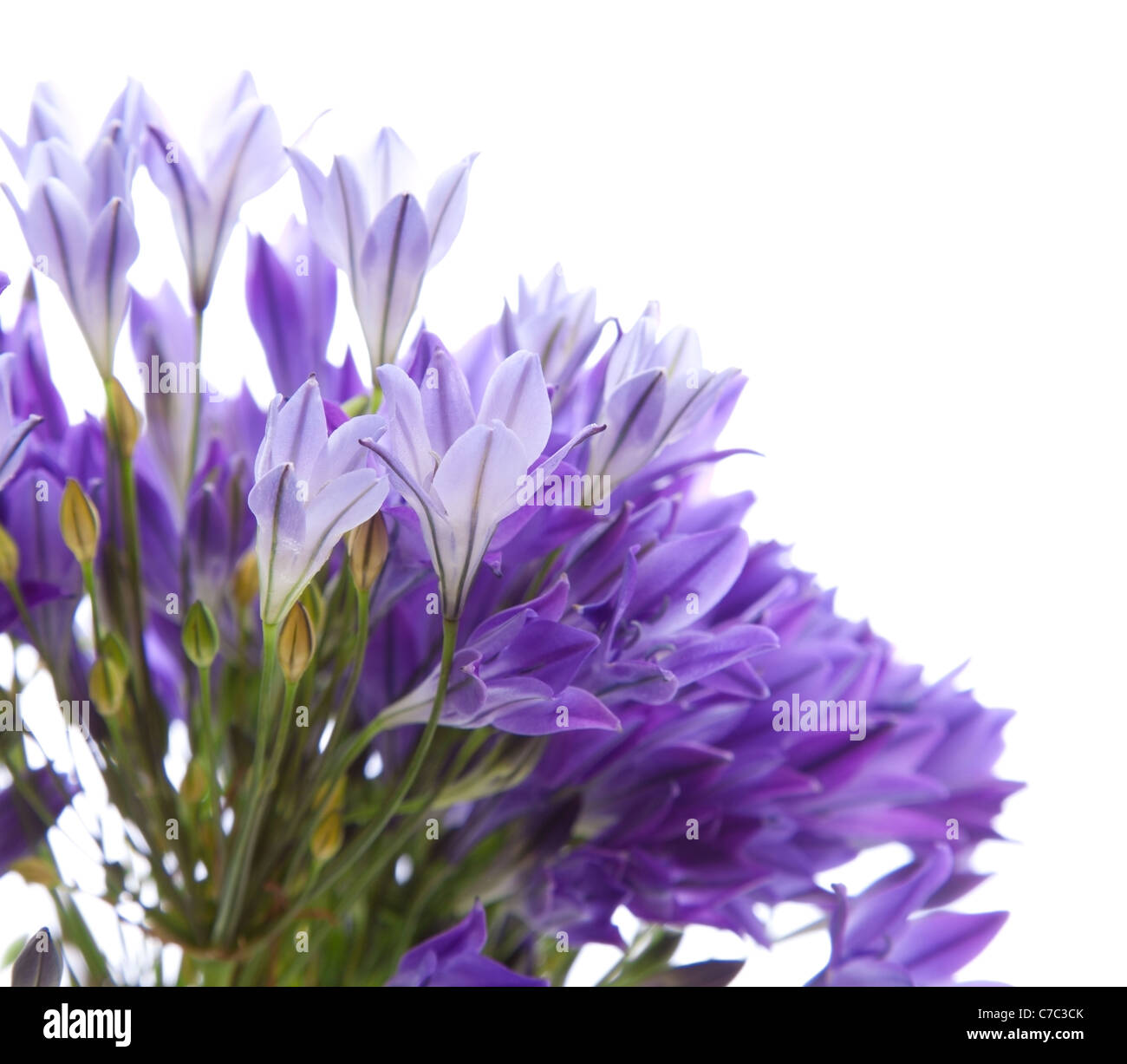 White brodiaea hi-res stock photography and images - Alamy
