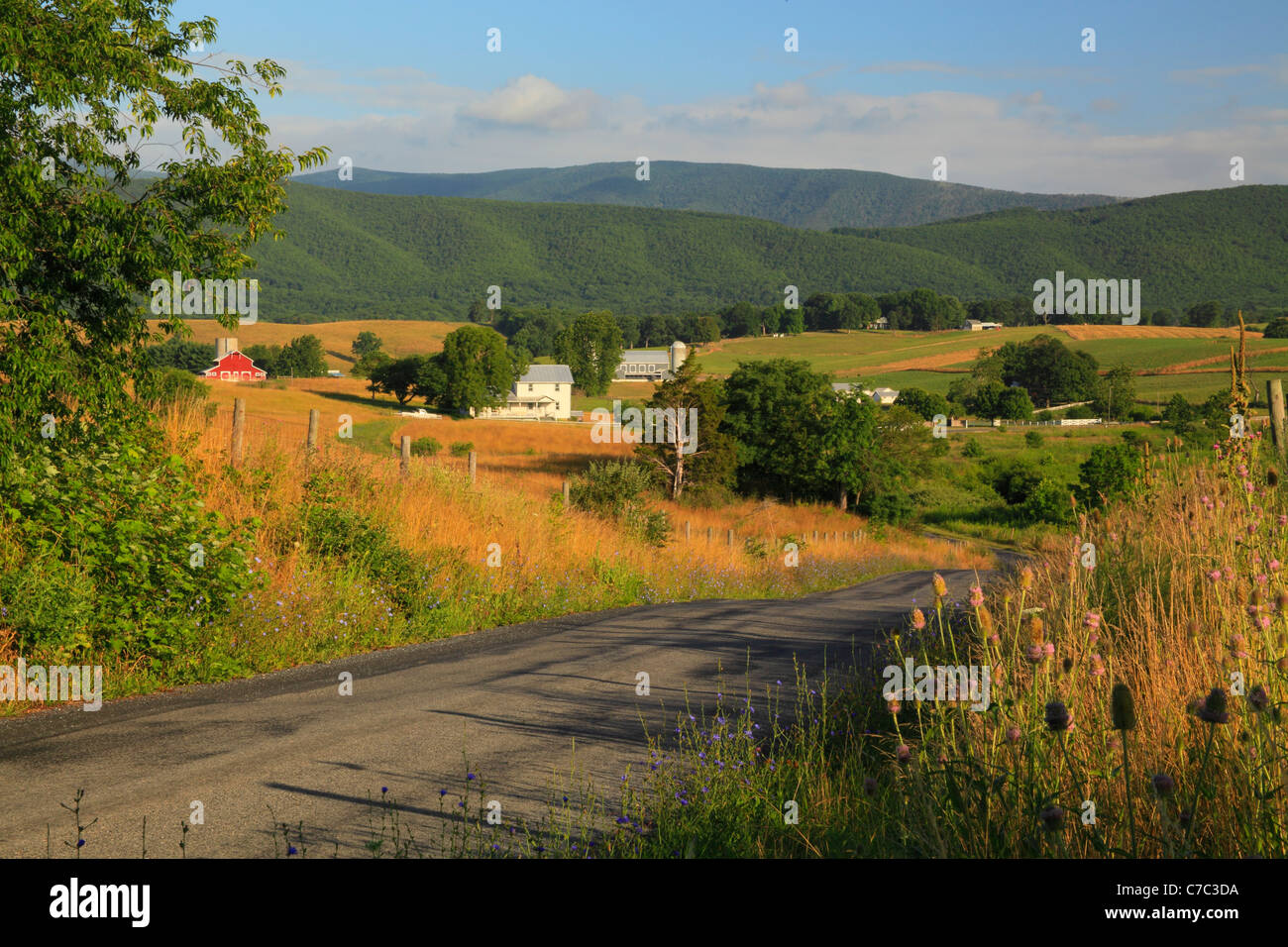 Blooming Teasel and Road, Swoope, Shenandoah Valley, Virginia, USA ...