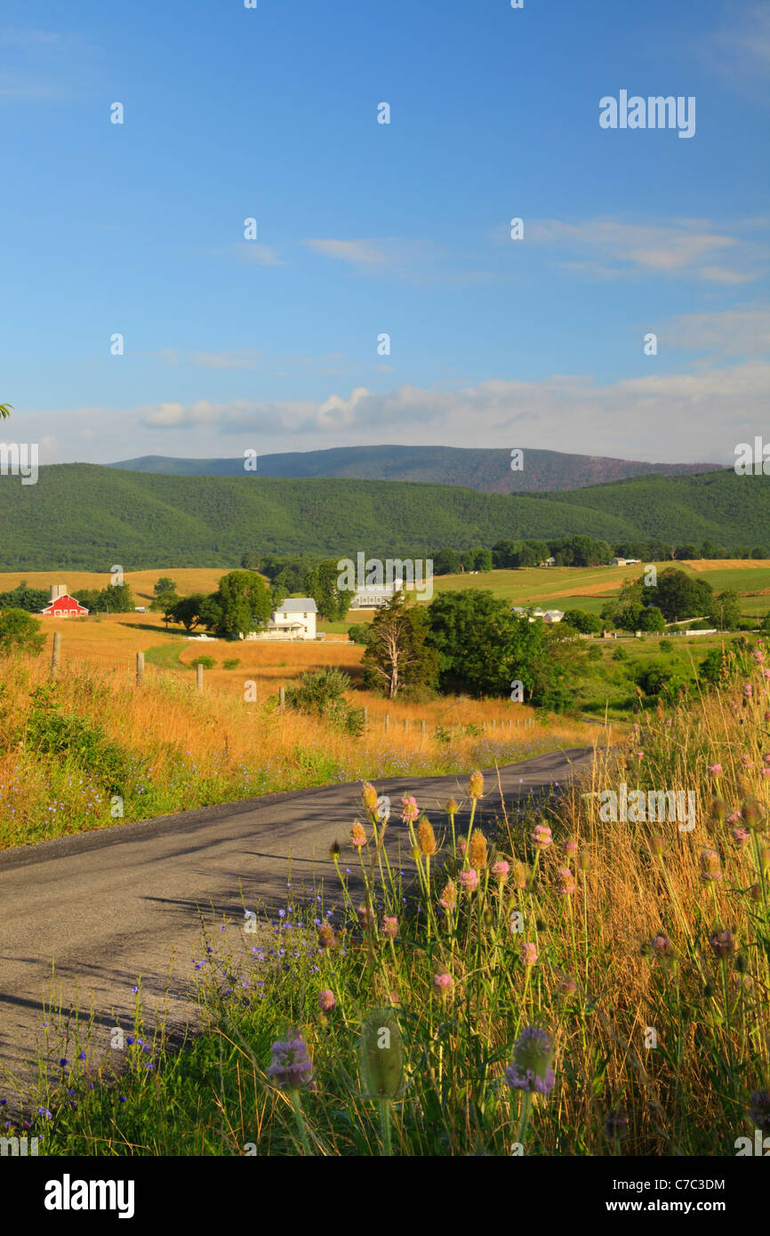 Blooming Teasel and Road, Swoope, Shenandoah Valley, Virginia, USA ...