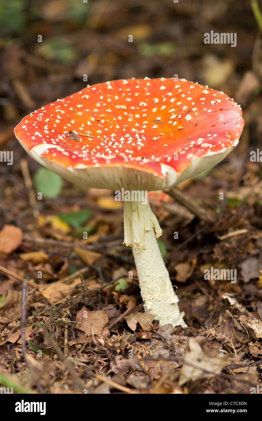 Fall fungi toadstool autumn hi-res stock photography and images - Alamy
