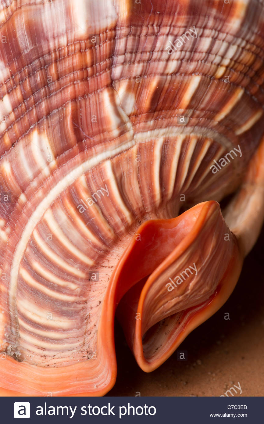 Normal Shell Stock Photos & Normal Shell Stock Images - Alamy