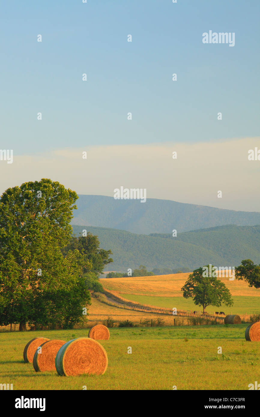 Hay Bales and Farm, Swoope, Shenandoah Valley, Virginia, USA Stock ...