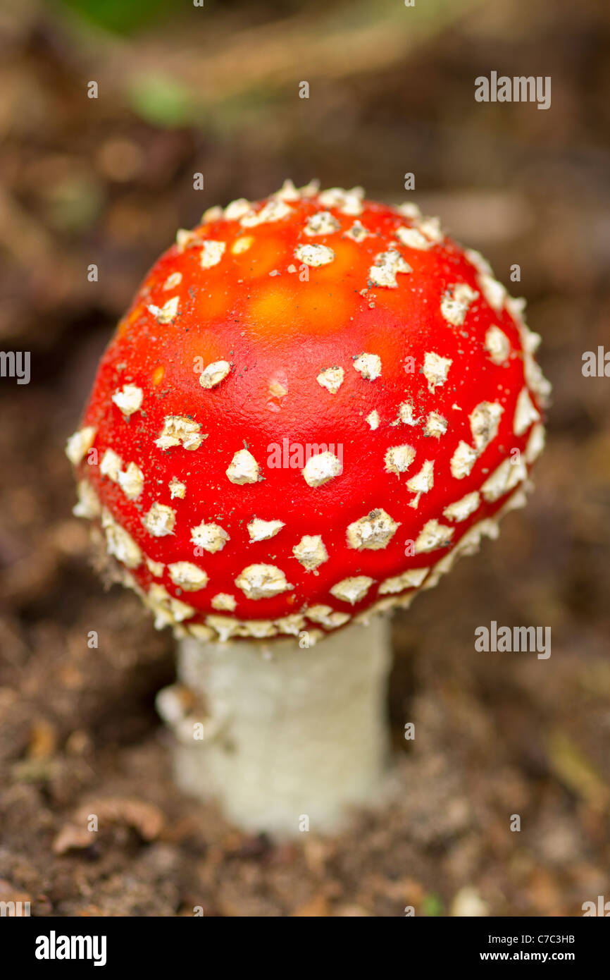 Autumn Fly Agaric Toadstool Stock Photo - Alamy