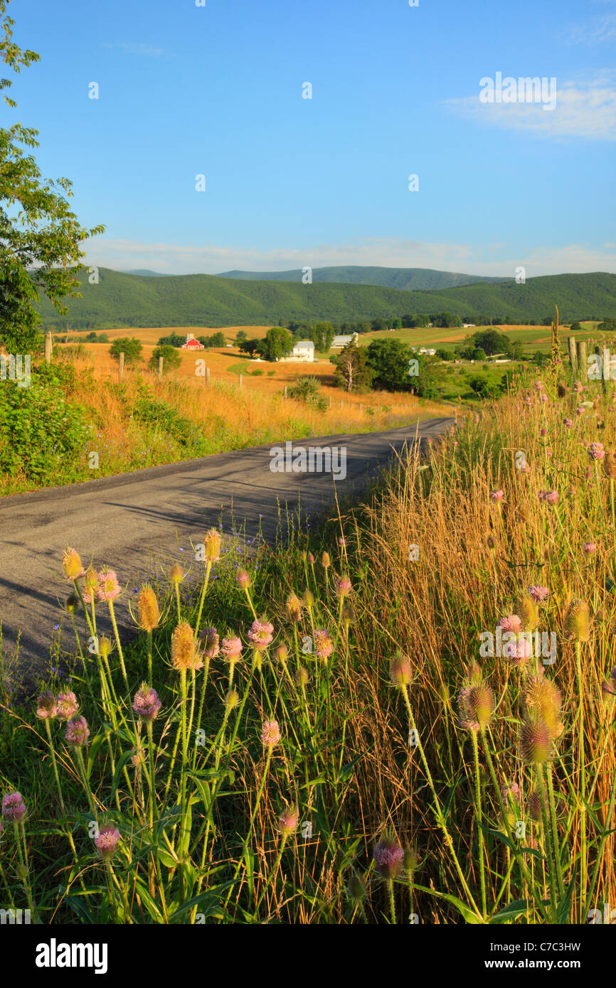 Blooming Teasel and Road, Swoope, Shenandoah Valley, Virginia, USA ...