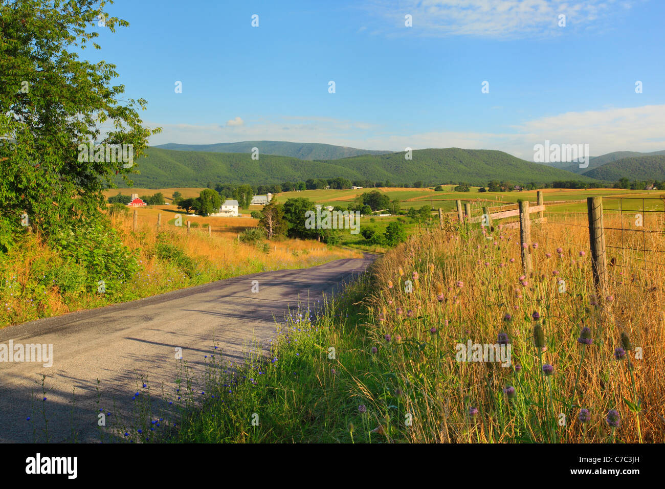 Blooming Teasel and Road, Swoope, Shenandoah Valley, Virginia, USA ...