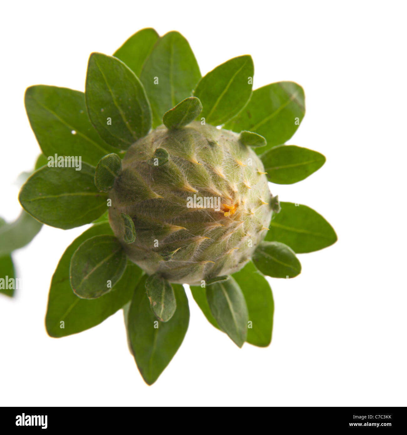safflower bud isolated Stock Photo - Alamy
