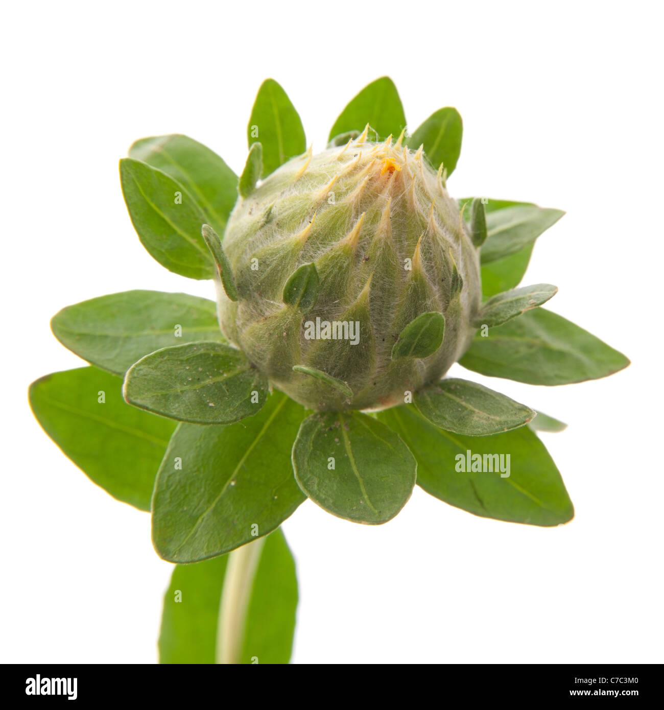 Single safflower hi-res stock photography and images - Alamy