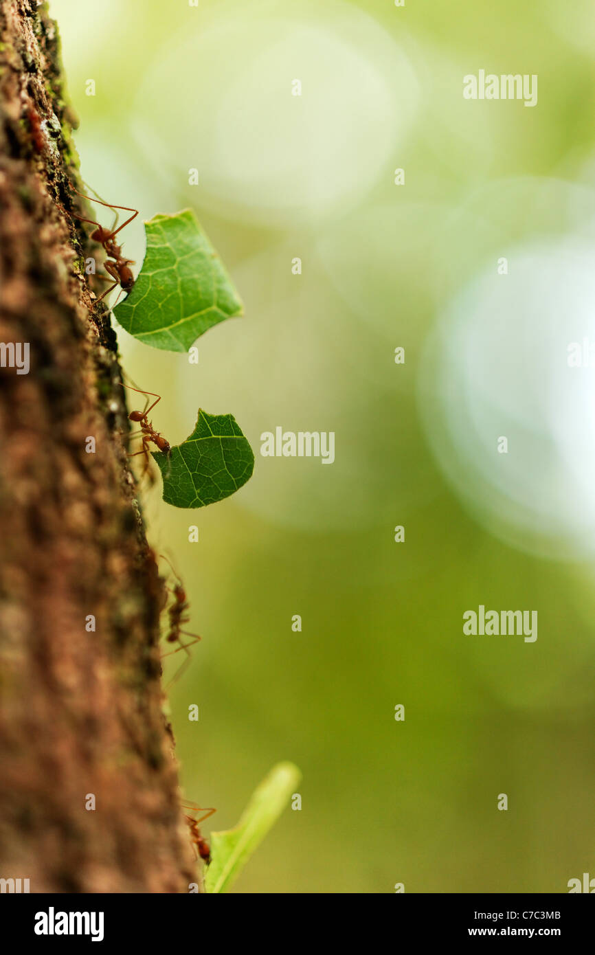 Leafcutter ants carrying cut leaf fragments down tree, Tambopata ...