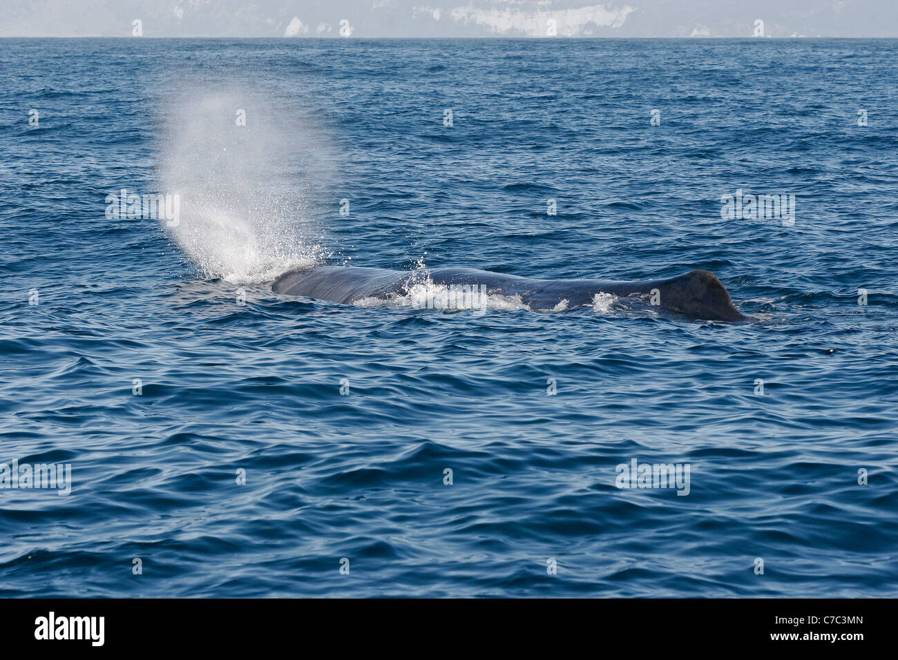 Sperm whale blowing hi-res stock photography and images - Alamy