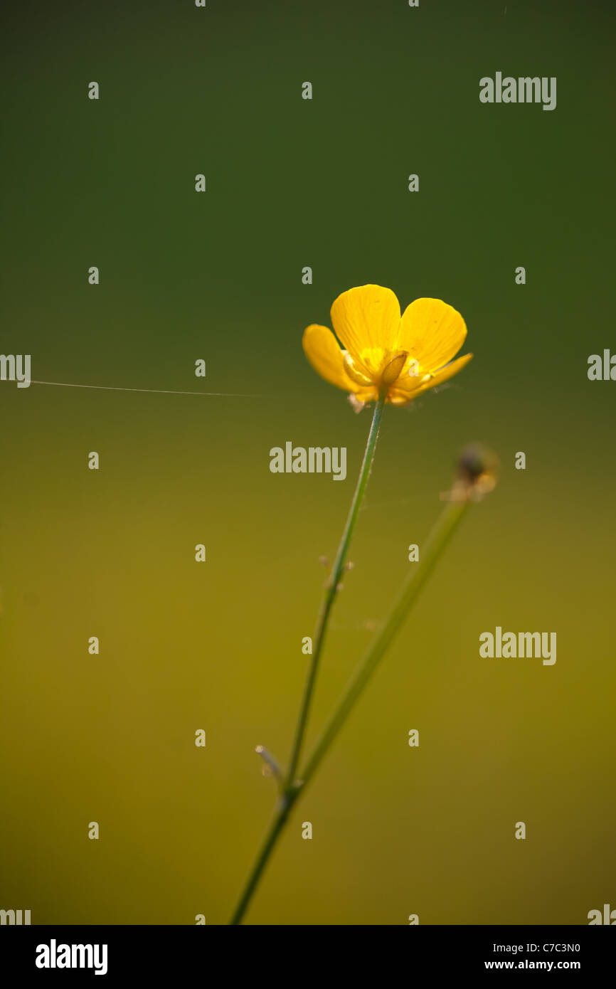 Buttercup backlit by the setting sun Stock Photo - Alamy