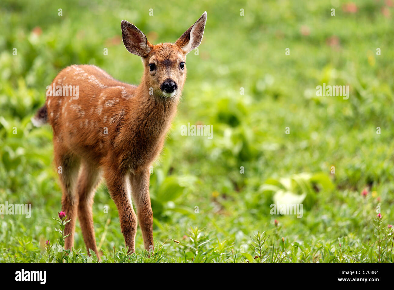 Baby Deer High Resolution Stock Photography and Images - Alamy
