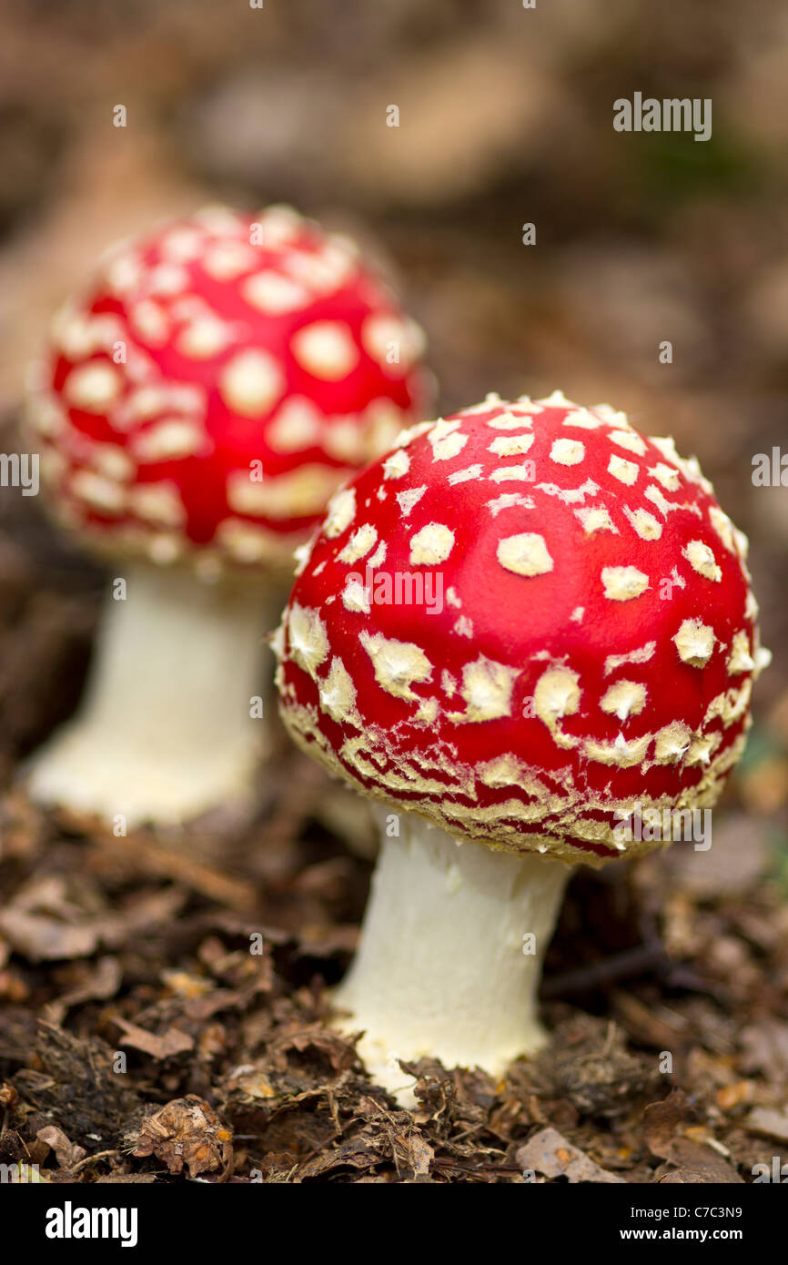 Autumn Fly Agaric Toadstool Stock Photo - Alamy