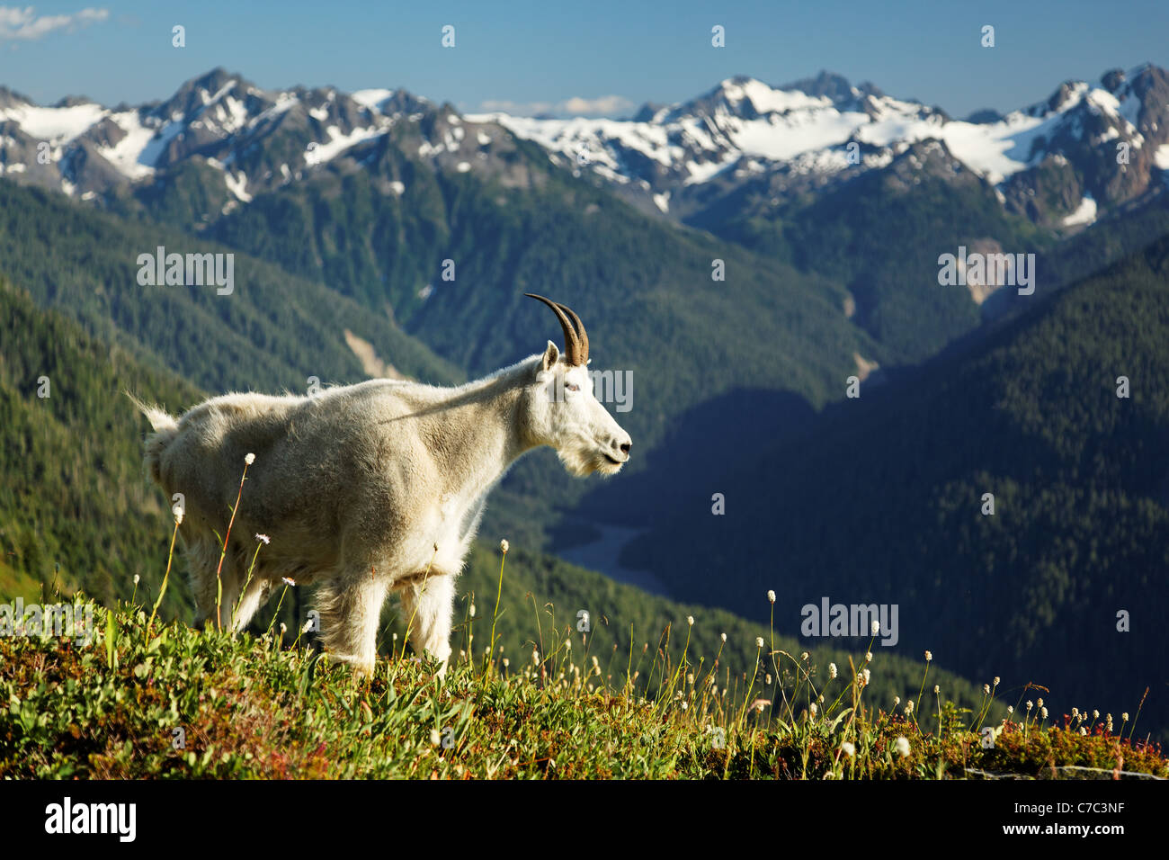 Mountain goat, Bailey Range, Olympic Mountains, Olympic National Park ...