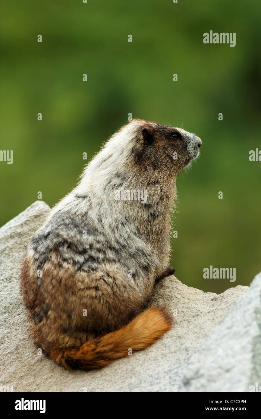 Hoary marmot on rock, Paradise Valley, Mount Rainier National Park ...