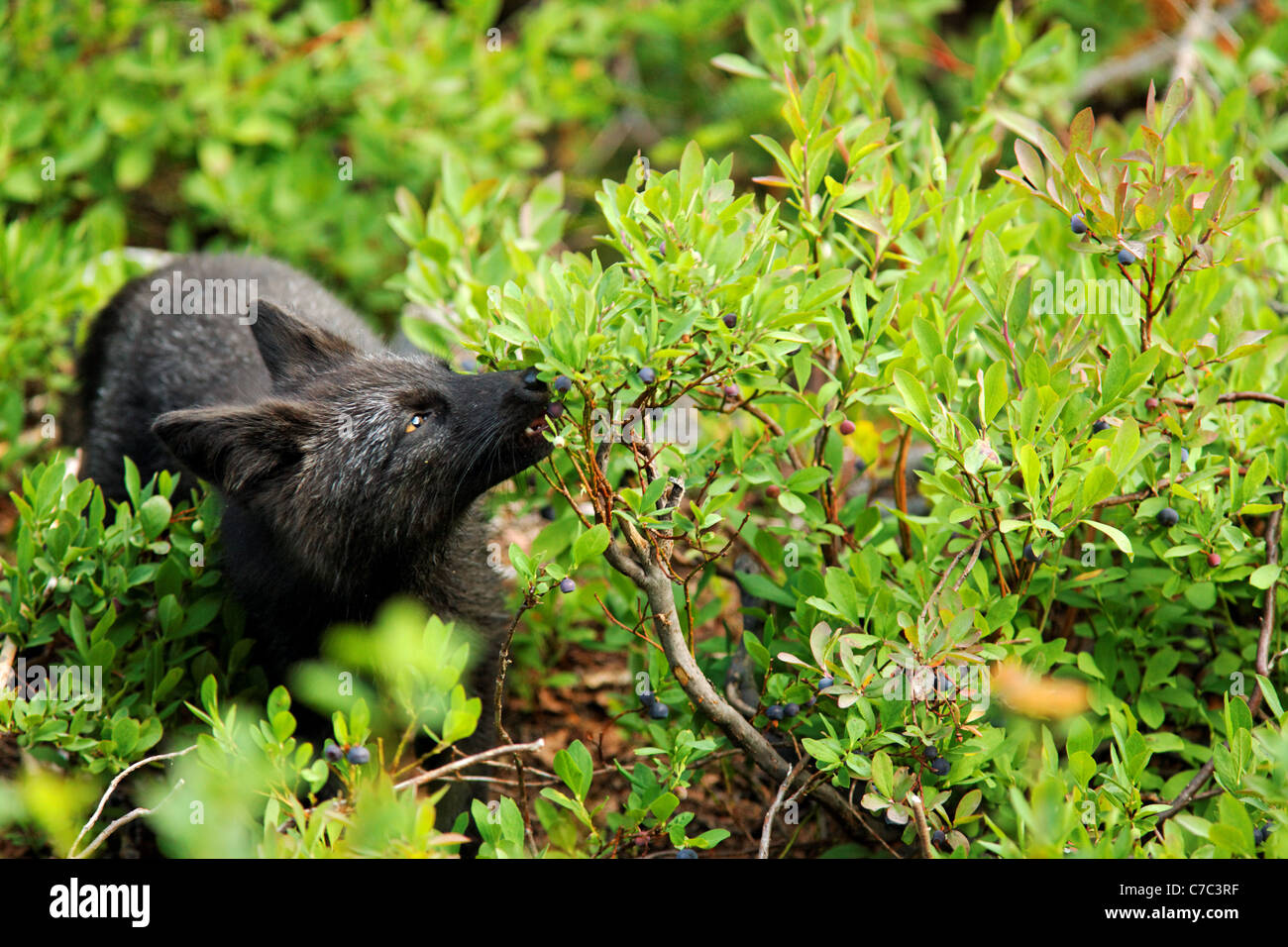Huckleberry Fox High Resolution Stock Photography and Images - Alamy