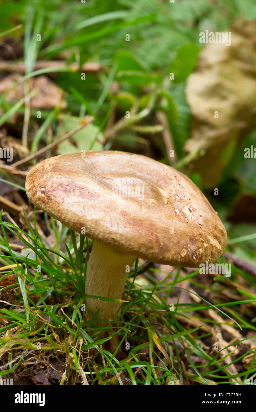 Autumn Fly Agaric Toadstool Stock Photo - Alamy