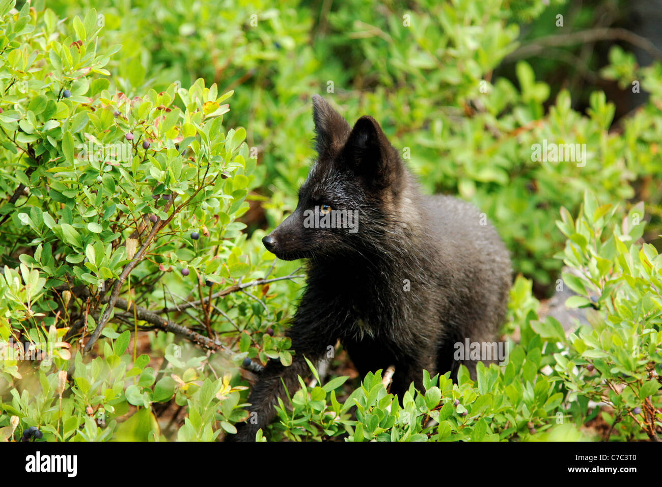 Black fox (dark phase of red fox) standing in huckleberry, Paradise ...