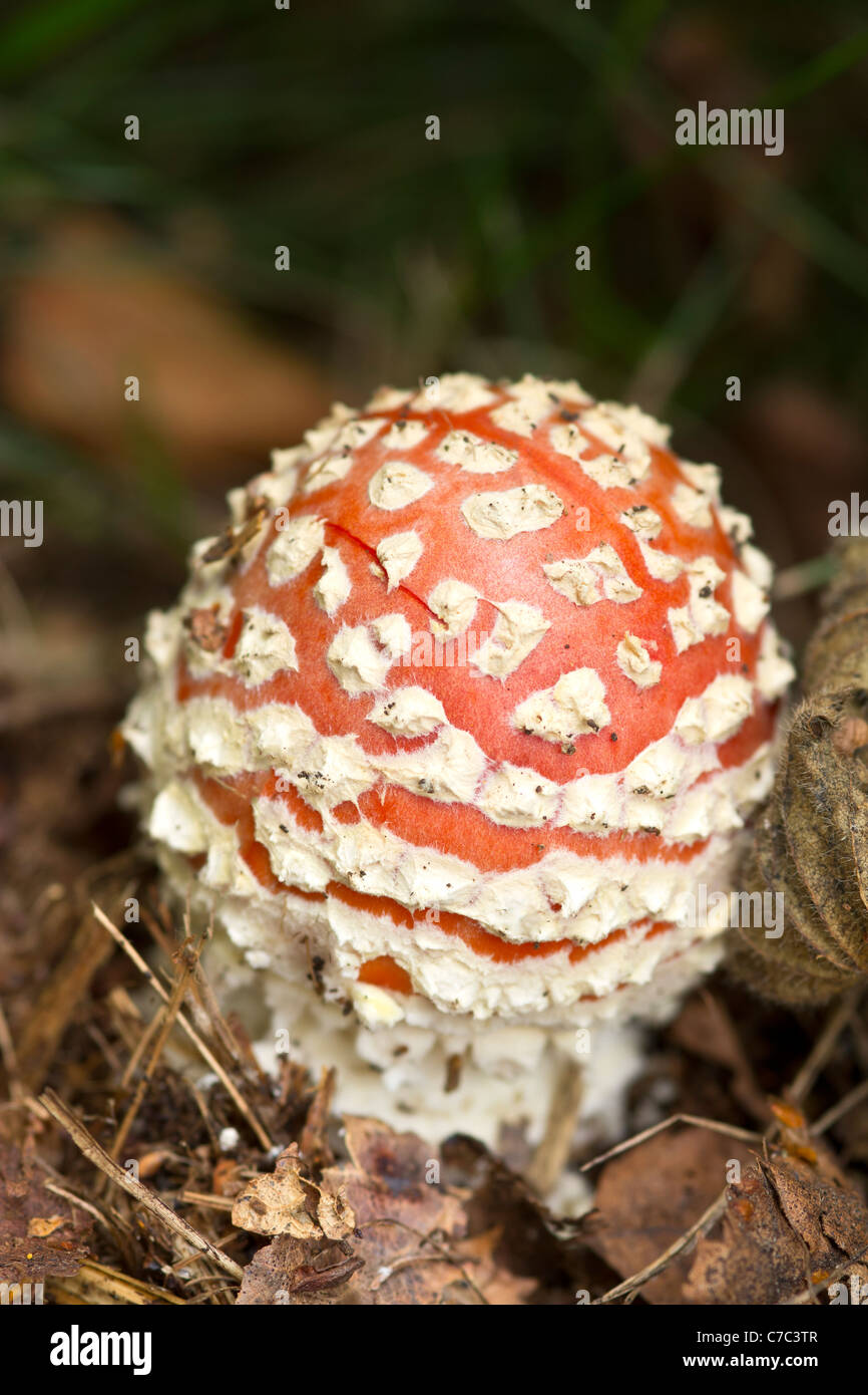 Autumn Fly Agaric Toadstool Stock Photo - Alamy