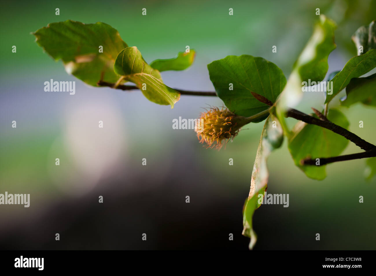New seeds growing on a tree branch Stock Photo - Alamy