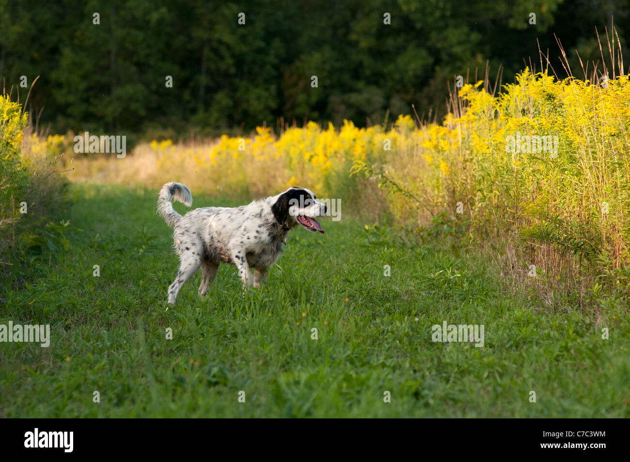 English Setter at work Stock Photo - Alamy