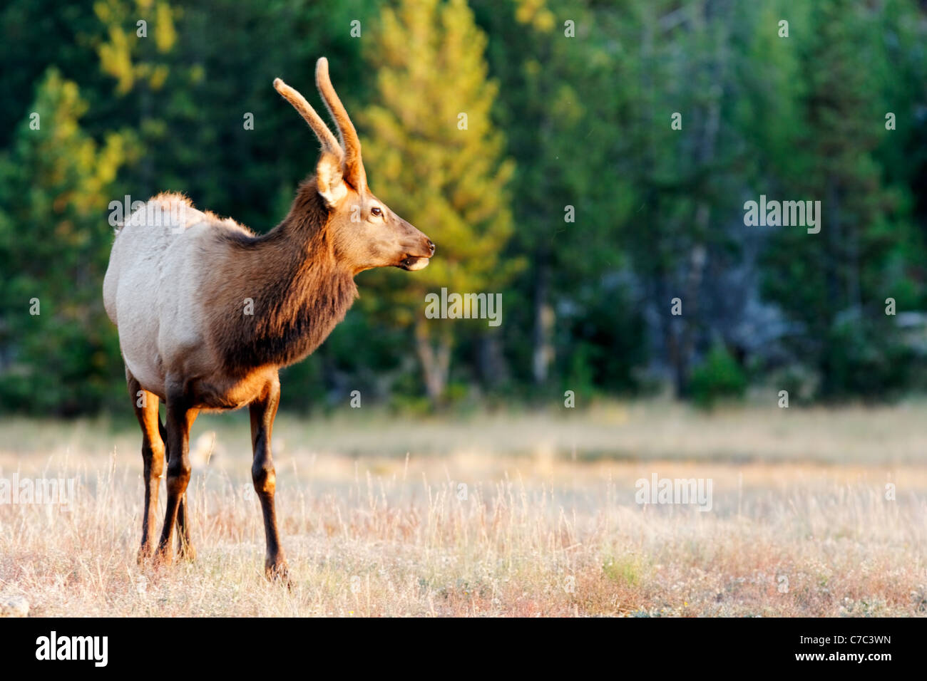 Elk stand hi-res stock photography and images - Alamy