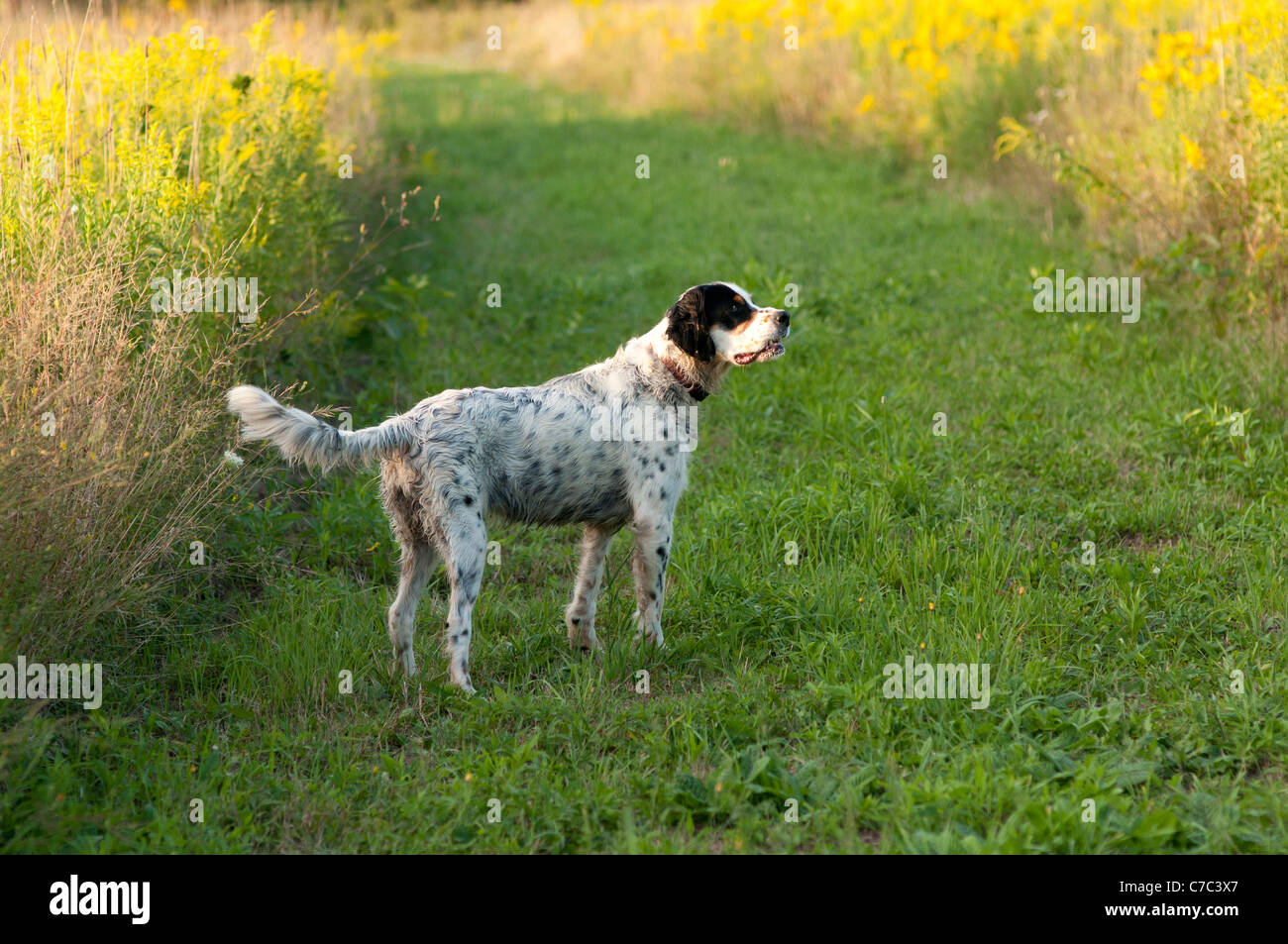 English Setter at work Stock Photo - Alamy