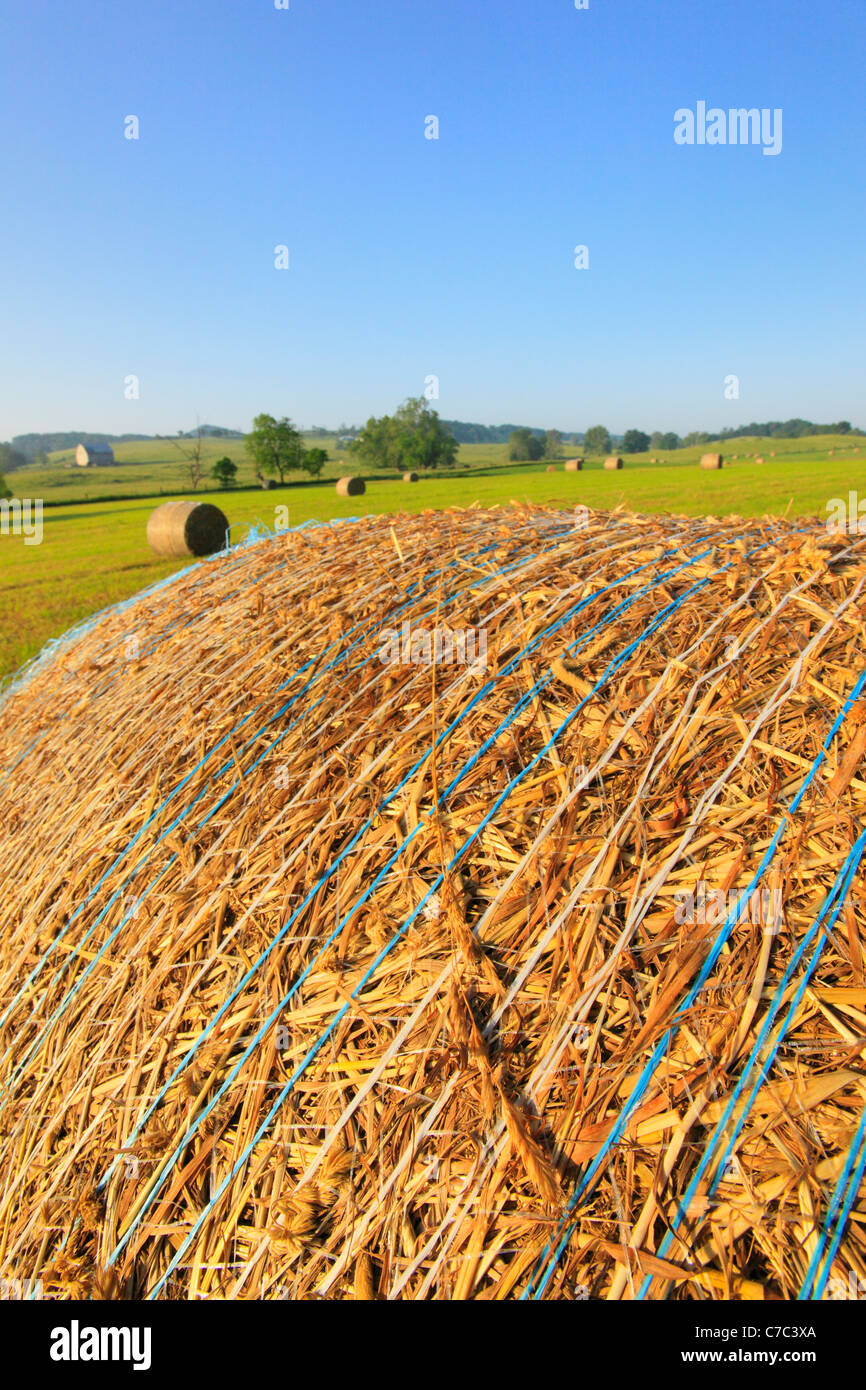 Hay Bales and Farm, Swoope, Shenandoah Valley, Virginia, USA Stock ...